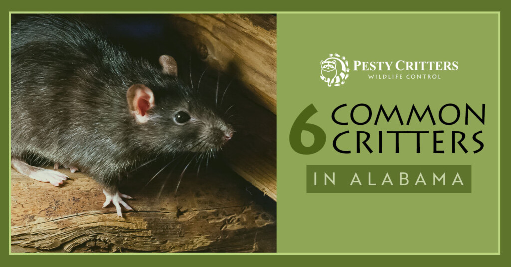 6 Common Critters in Alabama | Pesty Critters Wildlife Control