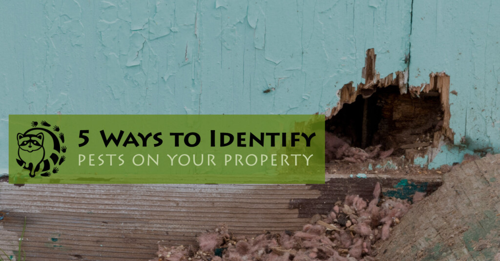 5 Ways to Identify Pests on Your Property | Pesty Critters Wildlife Control